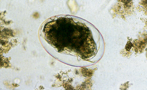 Parasitetesting